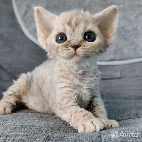 Маленькая принцесса Лея