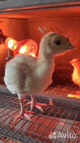 Индюшата Хайбрид Конвертер недельные