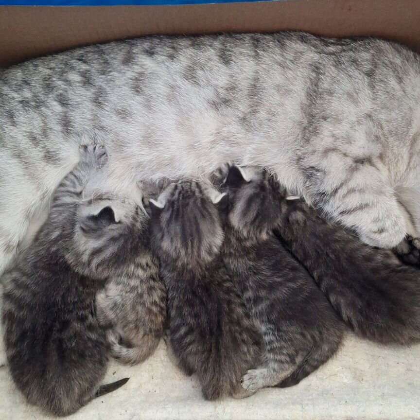 Котята в добрые руки от британской кошечки