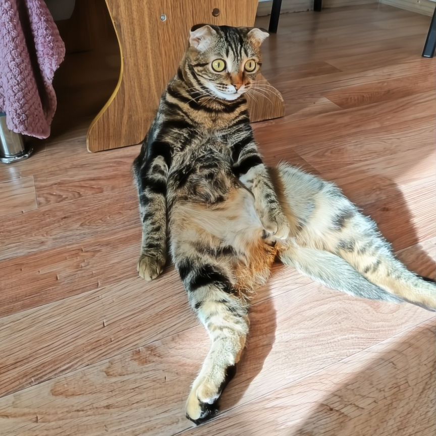 Котёнок от частного владельца