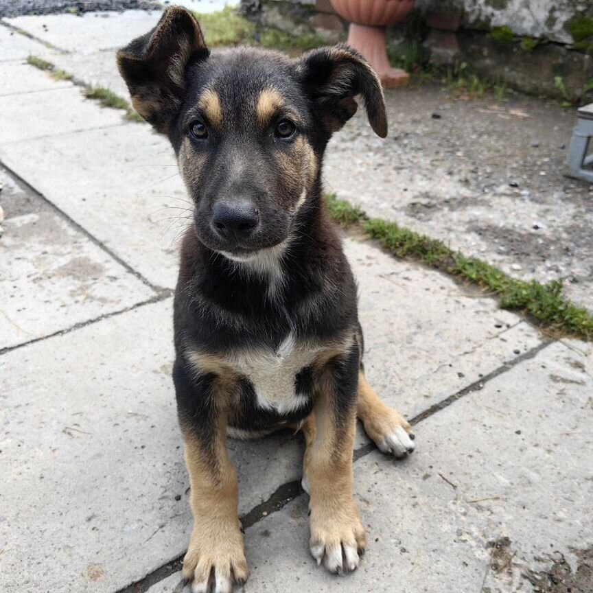 Чудесные малыши ищут дом