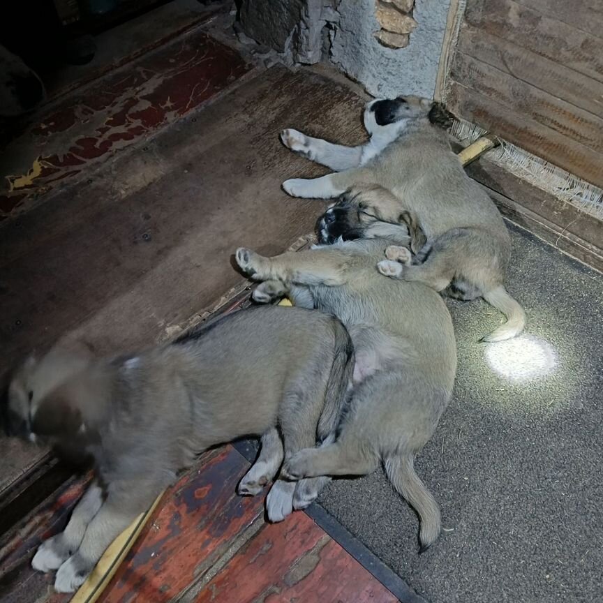 Щенки