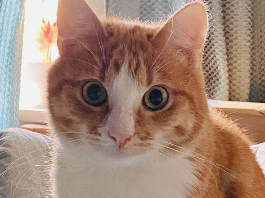 Котик ищет дом