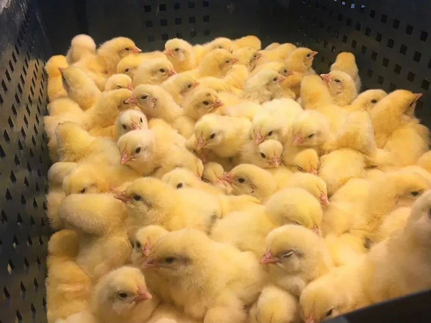 Цыплята Кобб