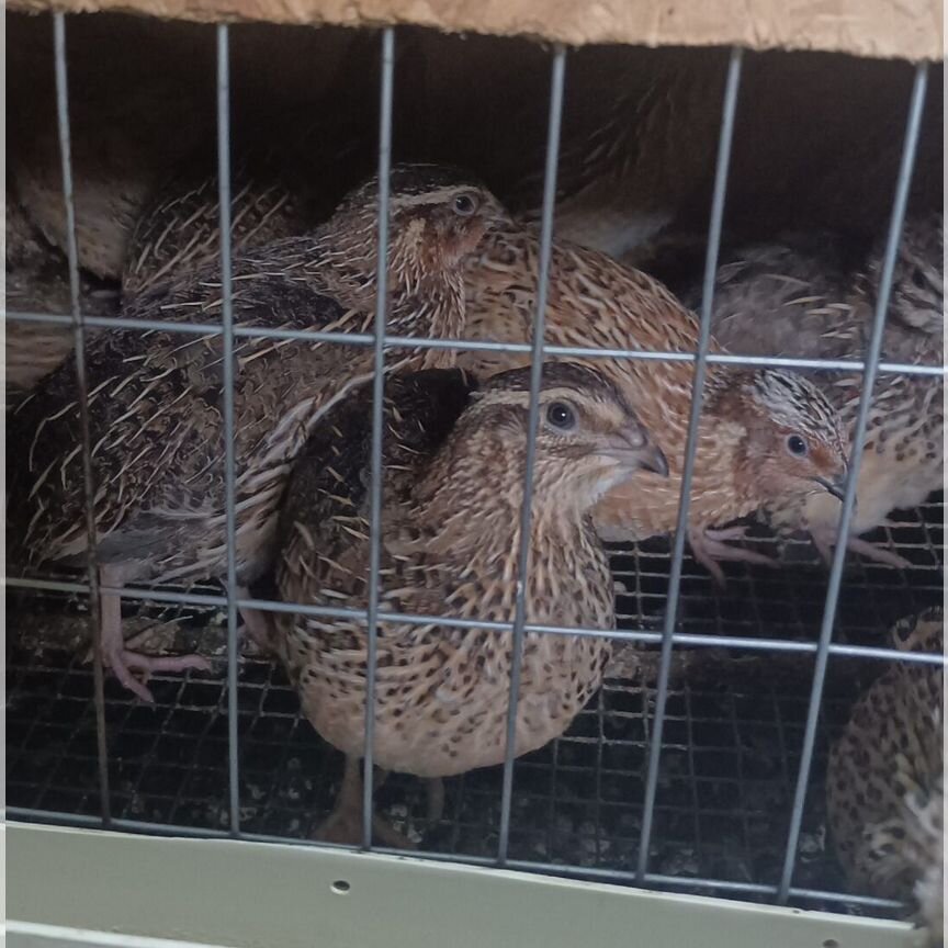 Перепела продажа