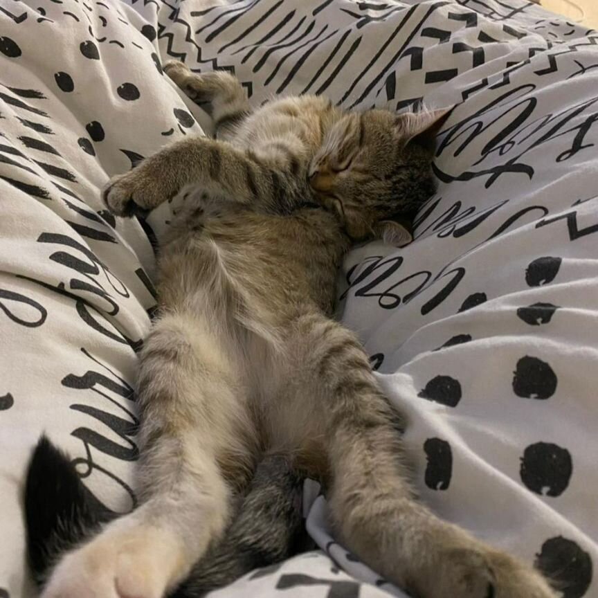 Котёнок девочка ищет дом