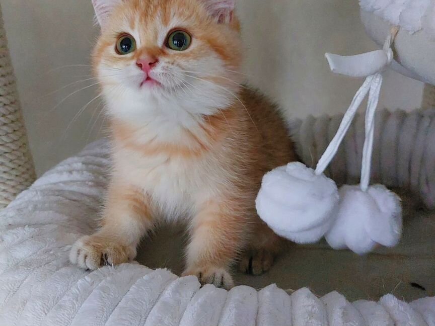 Шотландская девочка. Пуся