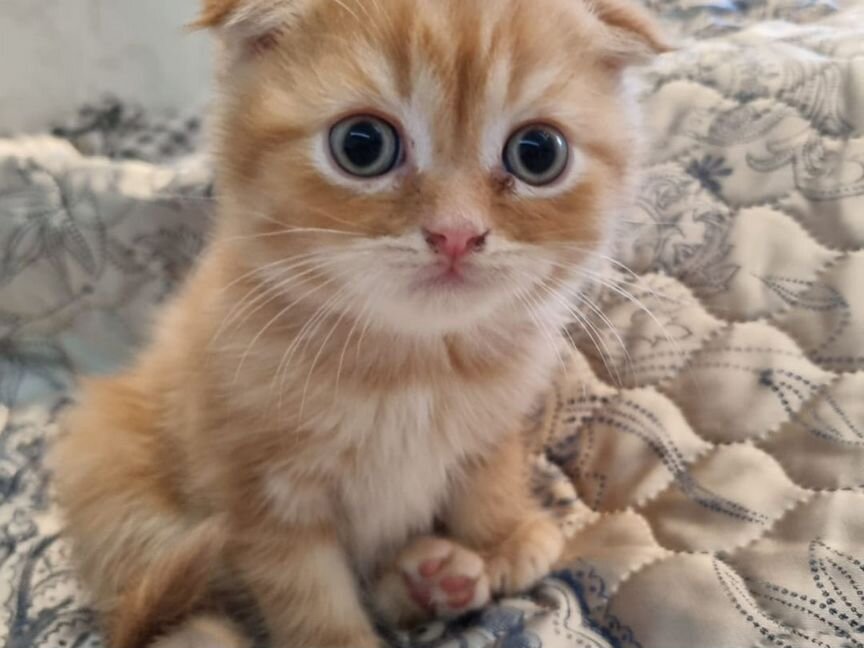Шотландские вислоухие котята