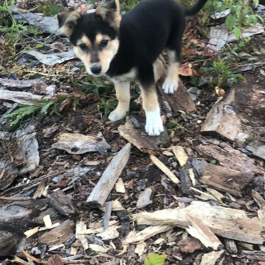 Дружка выбросили одного в лесу