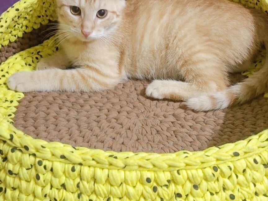 Котенок в поисках дома