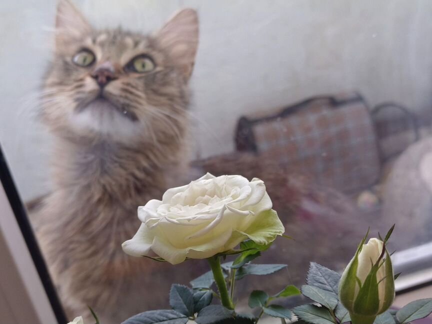 Одинокий котик