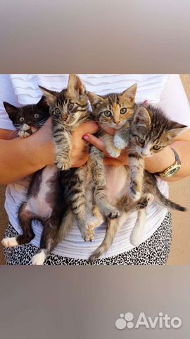Кошачий квартет