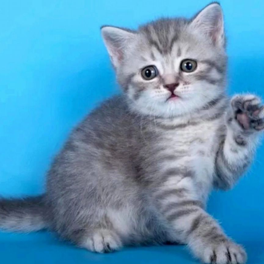 Шотландские мальчишки