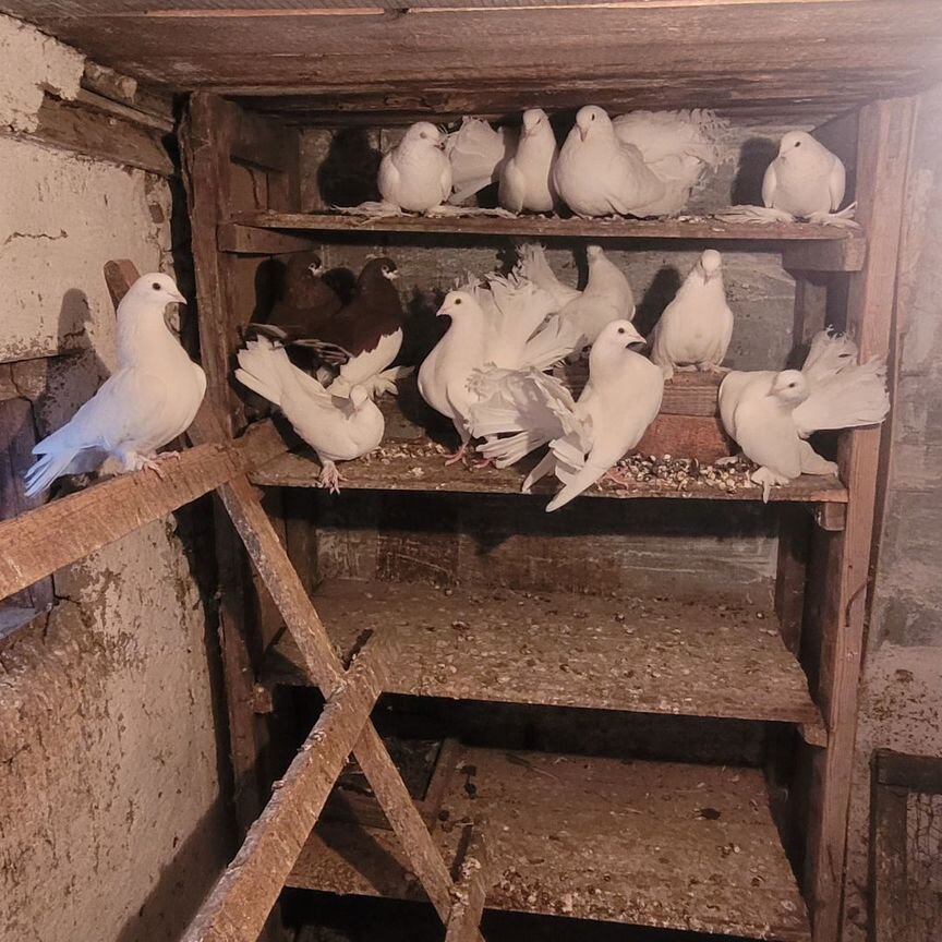 Продажа голубей