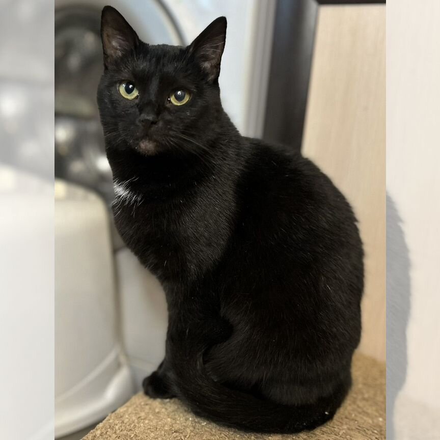 Европейская короткошёрстная, взрослая кошка