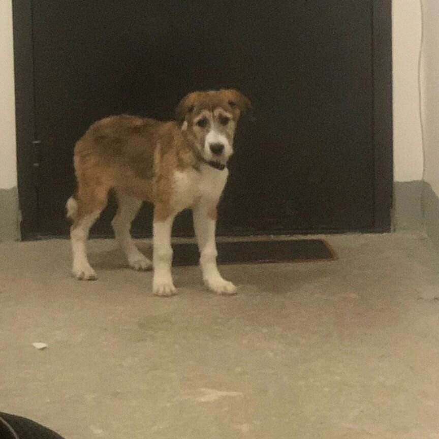 Собачка в добрые руки