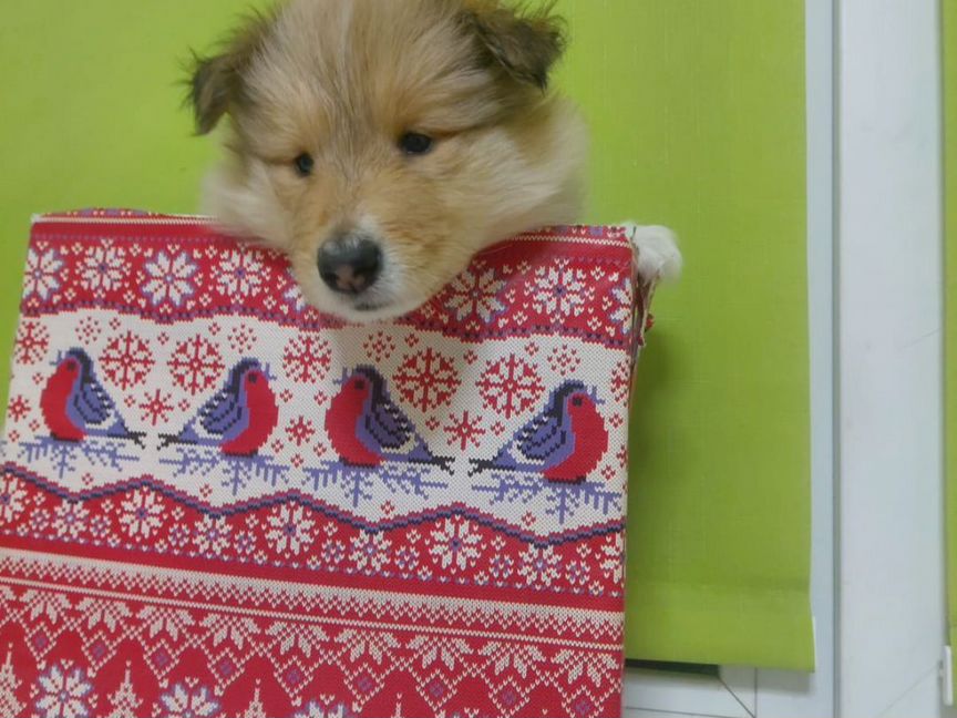 Щенки Колли д/ш