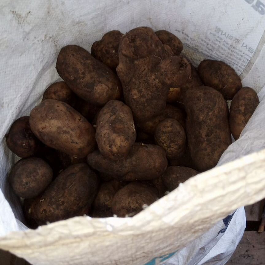 Картофель на корм скоту