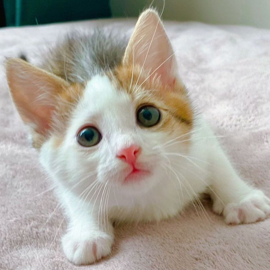 Котенок в добрые руки