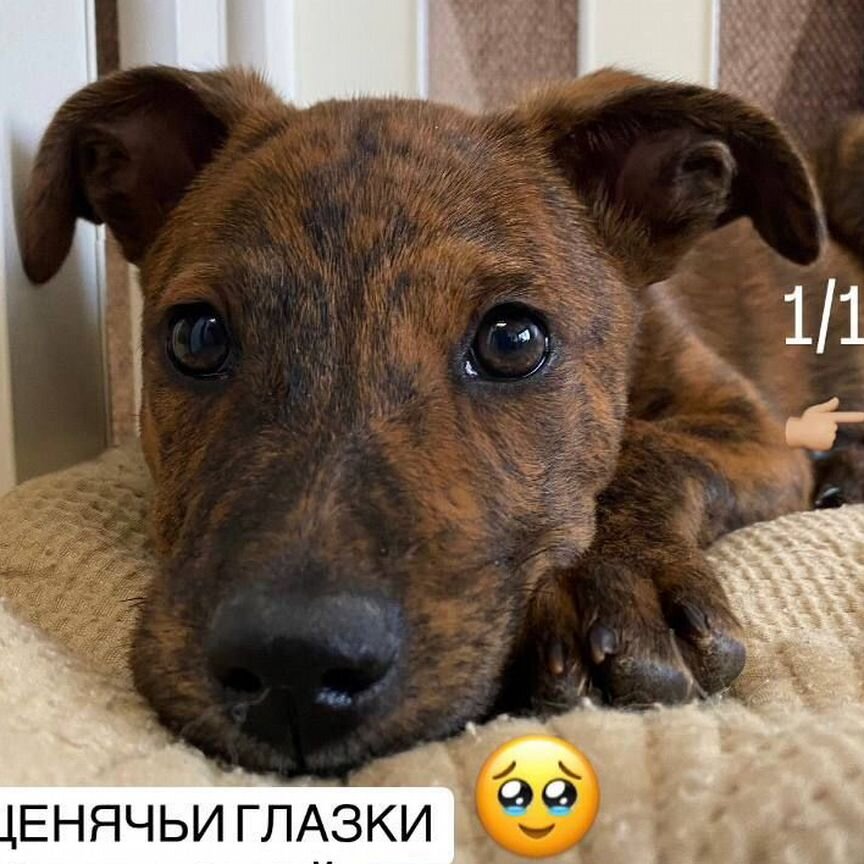 Щенок в добрые руки