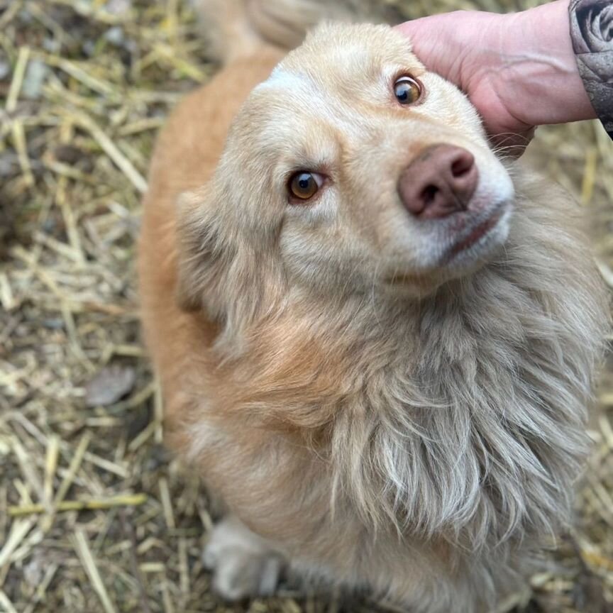 Собака в добрые руки отдам бесплатно