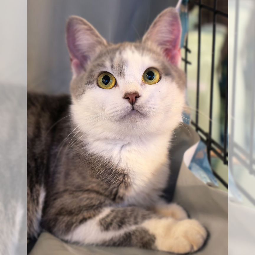 Европейский короткошёрстный котёнок