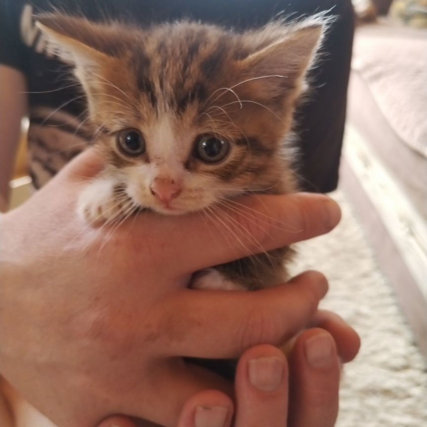 Отдам в добрые руки