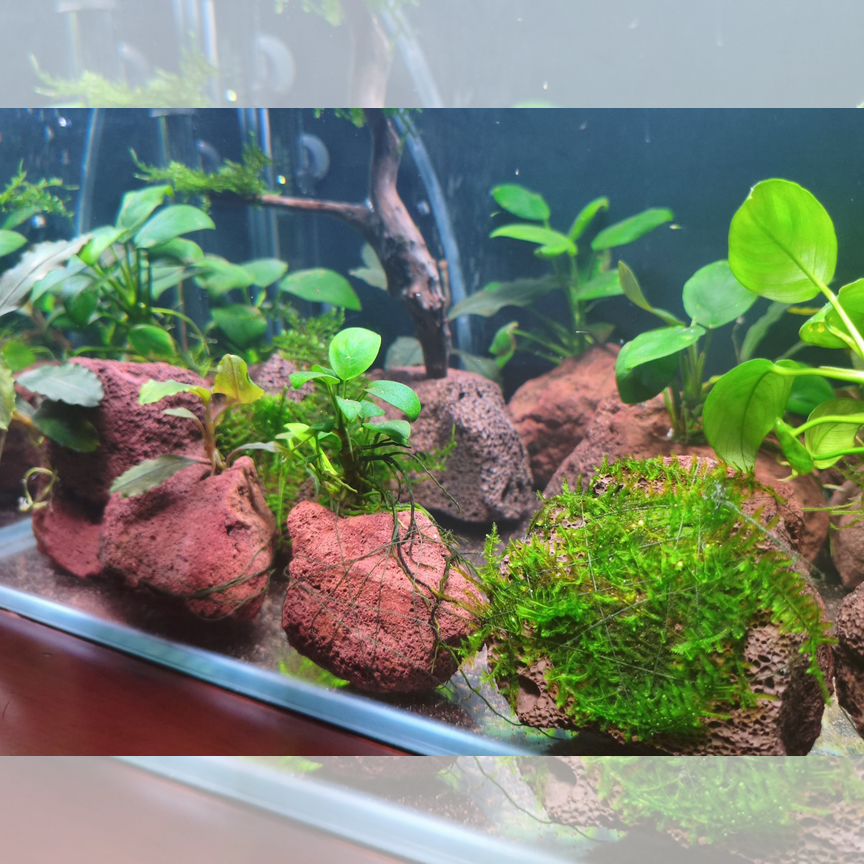 Живой декор / Аксессуары для аквариума