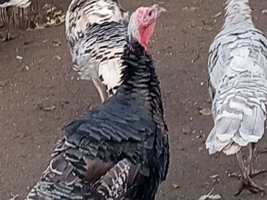 Индюки домашние