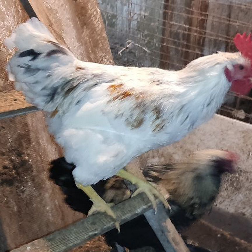 Молодые петухи