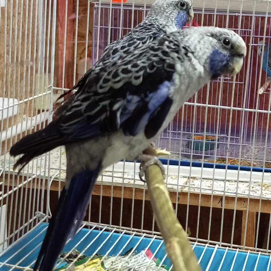 Попугай розелла