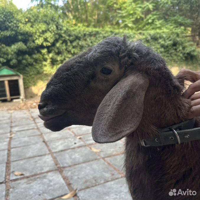 Курдючные бараны