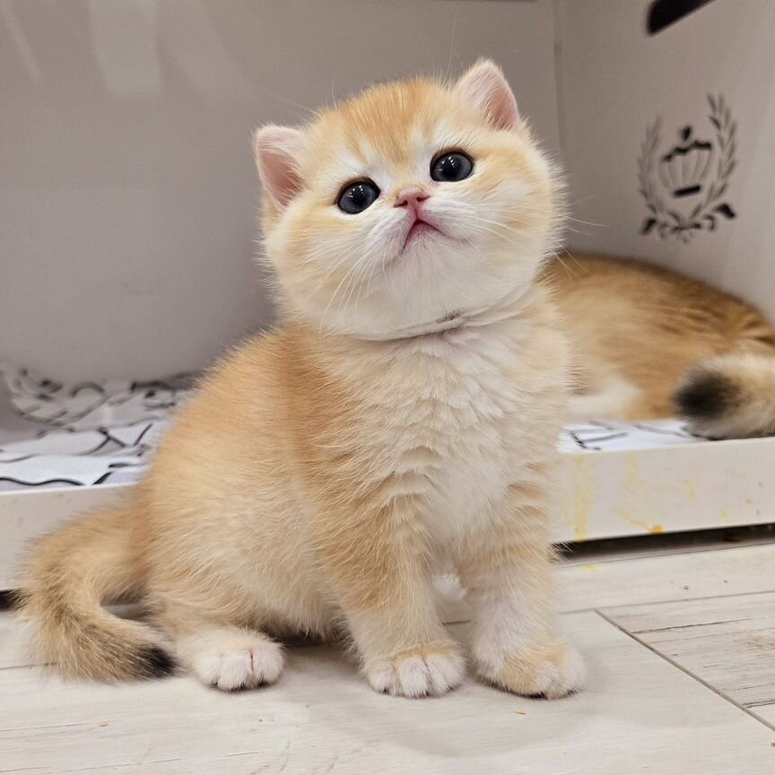 Британские Залотые котята