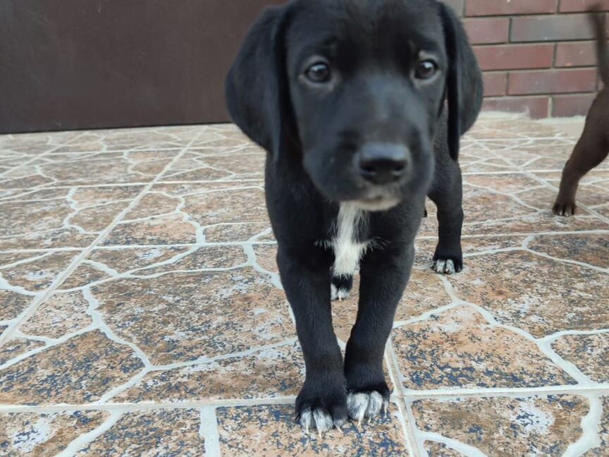 Собаки щенки