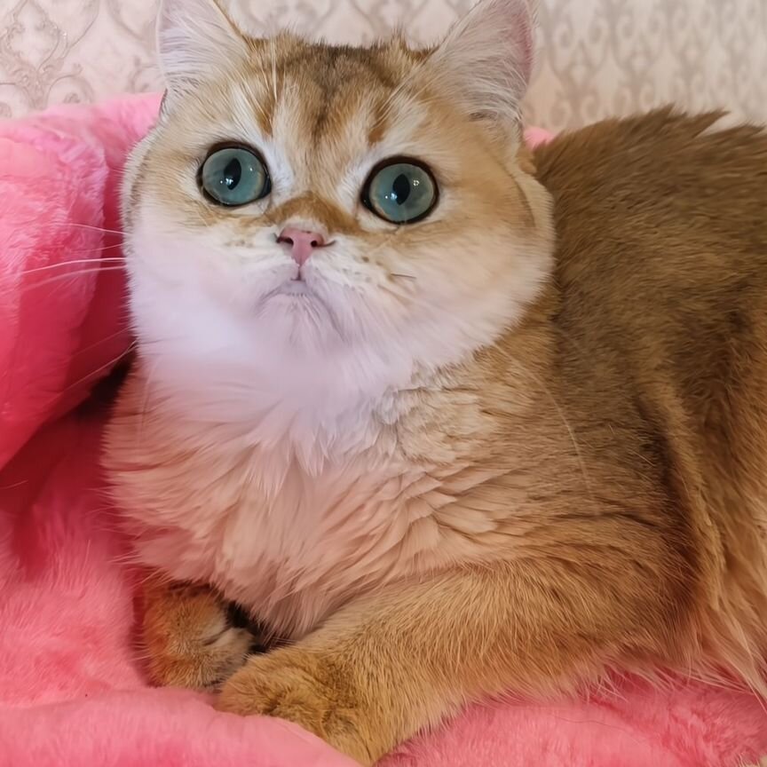 Британский короткошёрстный котёнок