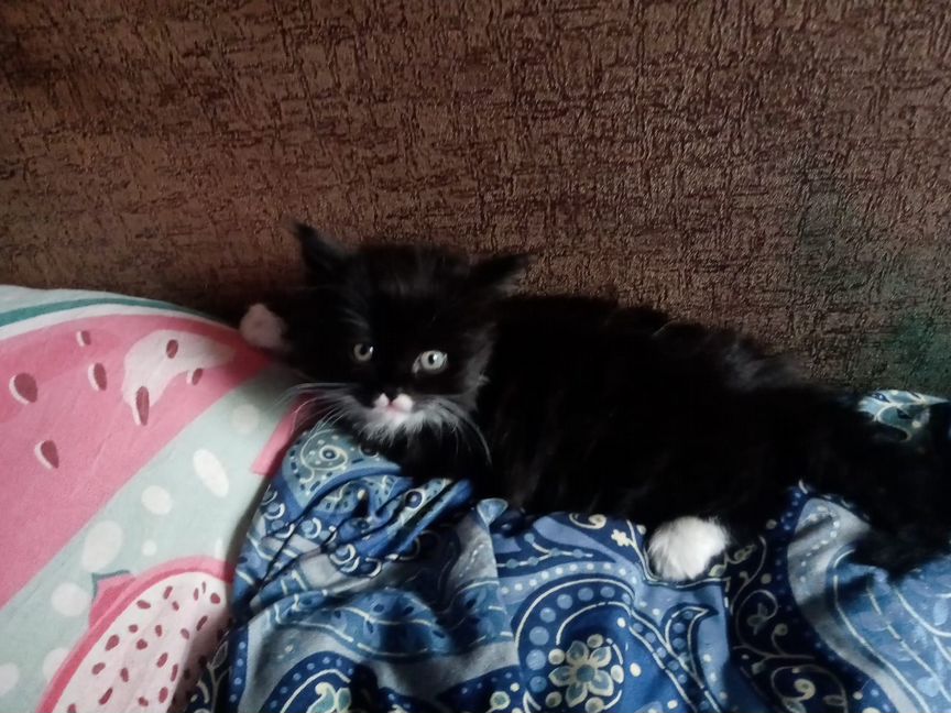 Котята в добрые руки бесплатно приученные к лотку