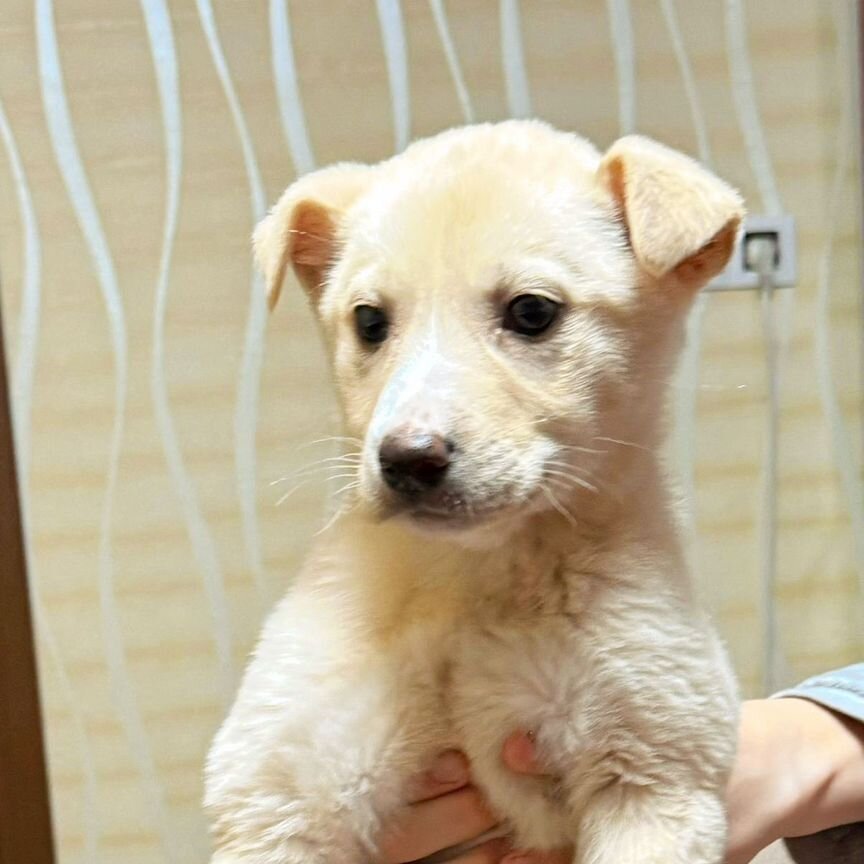 Отдам в добрые руки шпиц с дворнягой