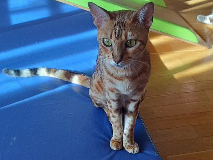 Бенгальская кошка