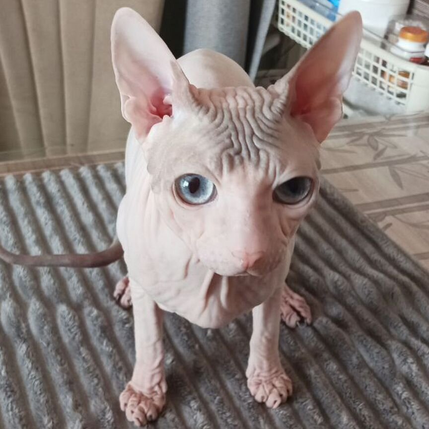 Донской сфинкс, кот вязка