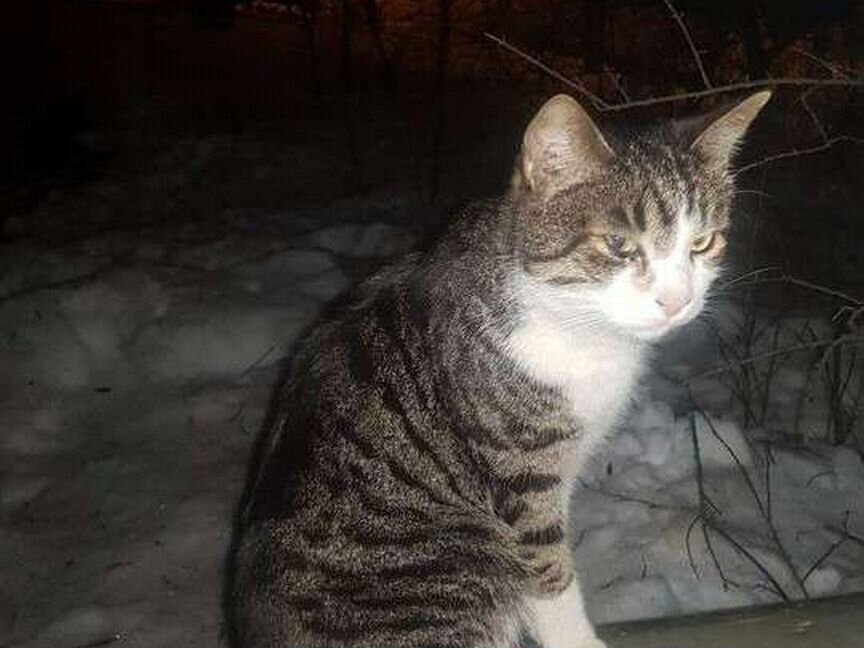 Кот Дружок 1год кастрирован домашний