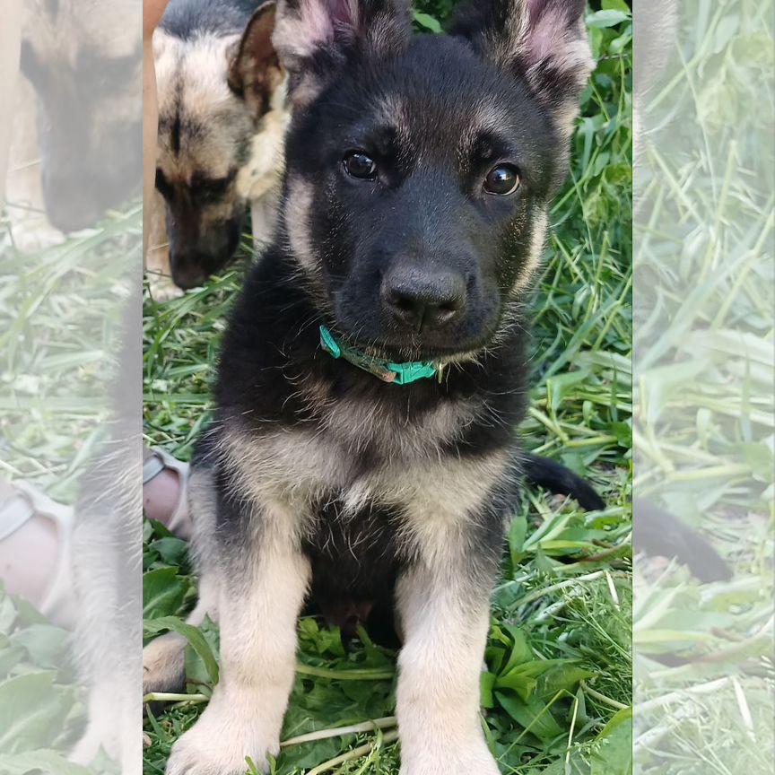 Щенки Восточноевропейская овчарка