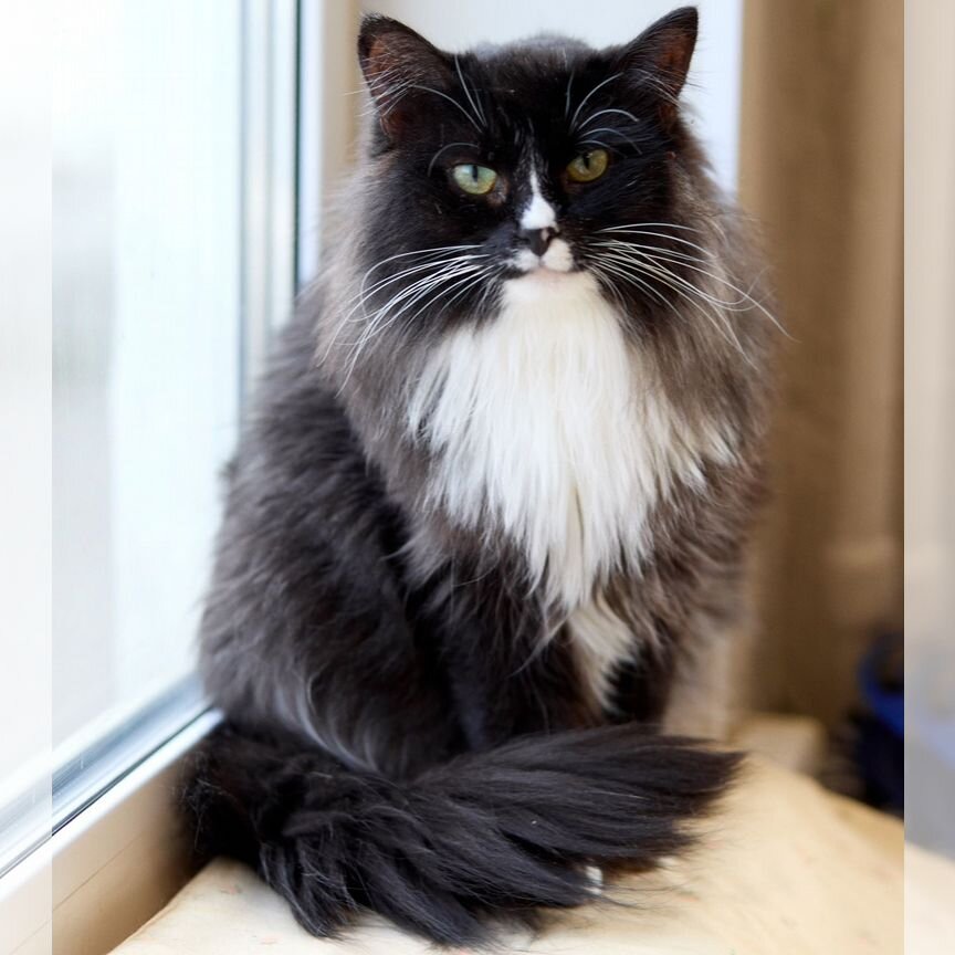 Взрослая кошка в добрые руки