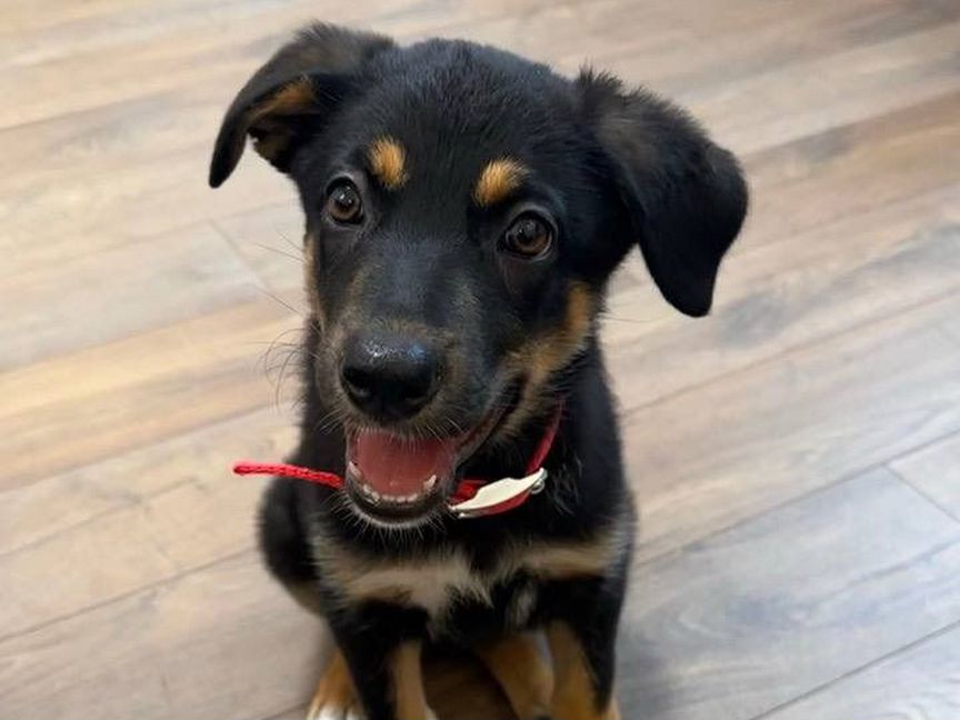 Маленькая собака щенок