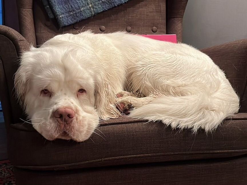 Кламбер спаниель