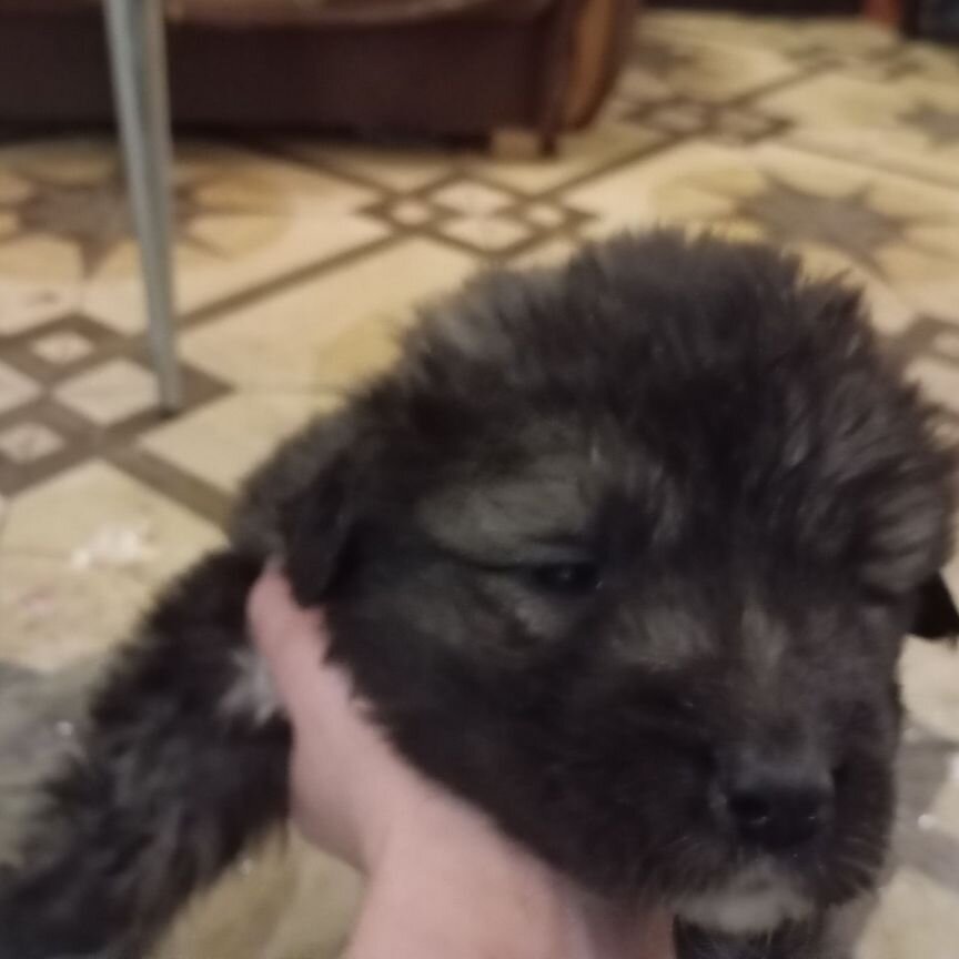 Продам щенков кавказцев