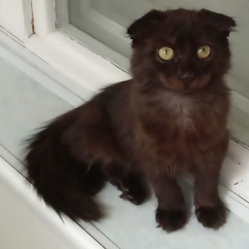 Котята. Юные милые. Волгоград. Ищем ручки