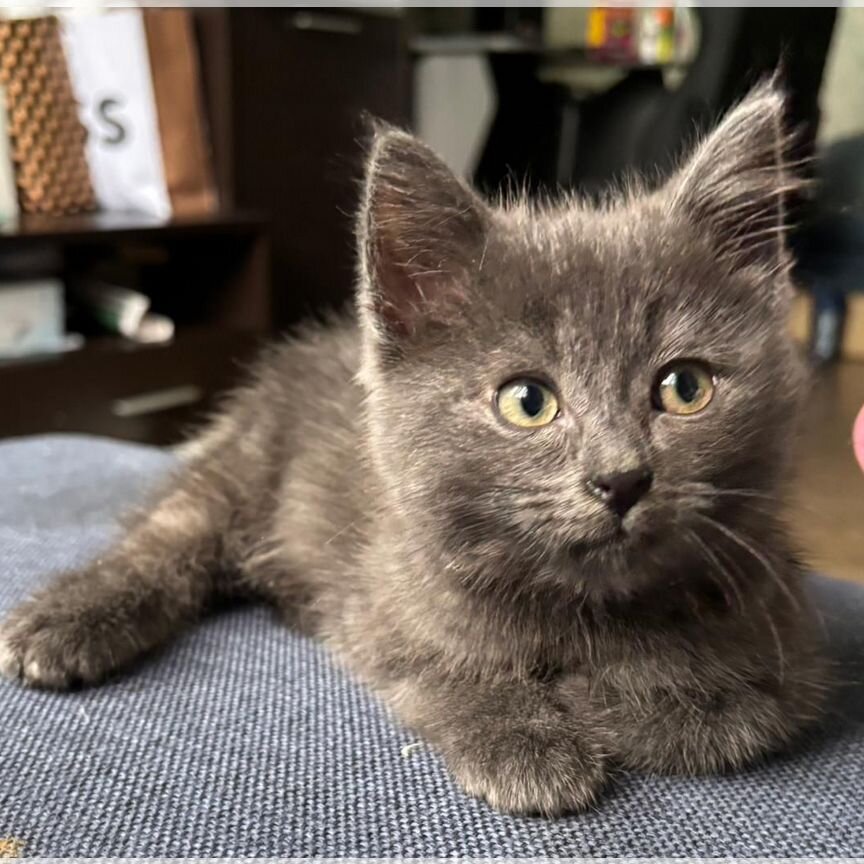 Котята ищут дом