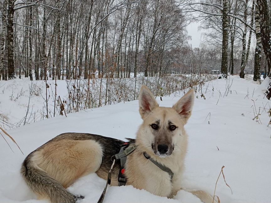 Щенок грустит в приюте