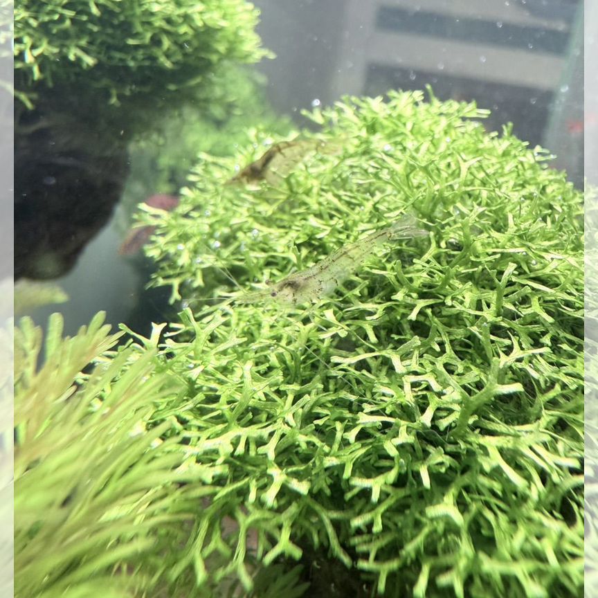 Креветки(проброс бесцветные