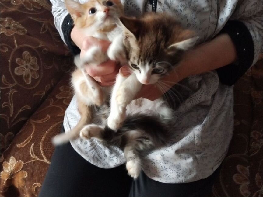 Котики бесплатно в добрые руки